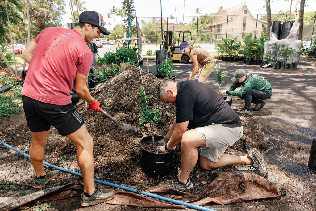 New trees take root in Lahaina two years after wildfires | News, Sports ...